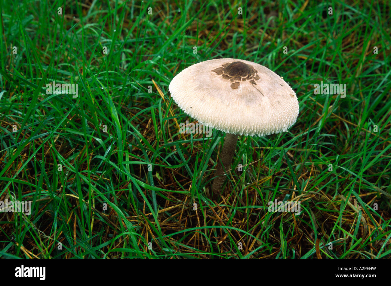 Stinking Parasol lepiota cristata Stock Photo - Alamy