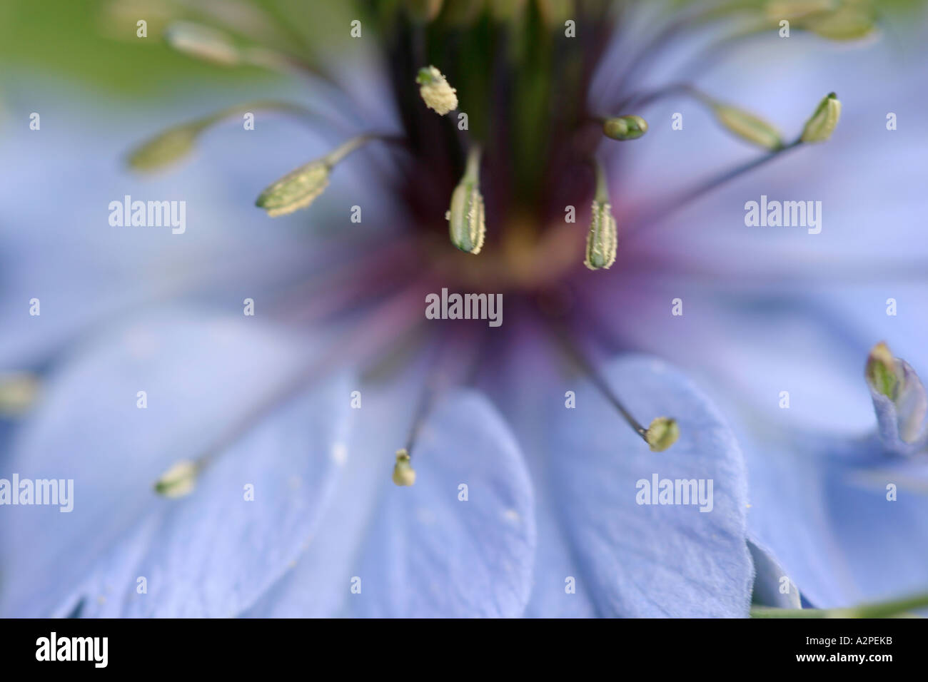 light blue flower Stock Photo - Alamy