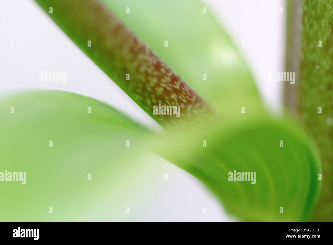 detail of leaf Stock Photo - Alamy