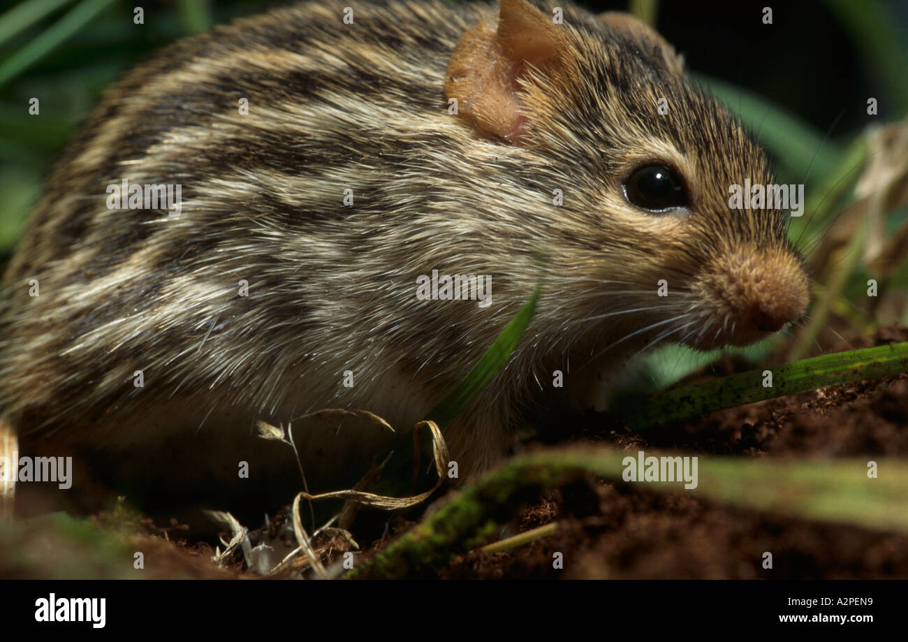 African striped grass mouse (rhabdomys pumilio Stock Photo - Alamy