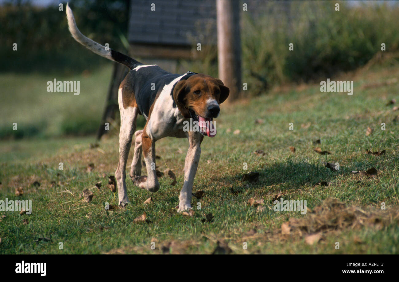 Walker Coonhound Hunting