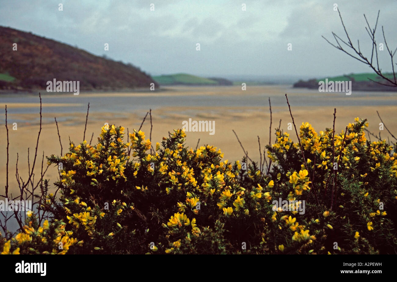 Gorse bush, Camel Estuary, Cornwall, England Stock Photo - Alamy