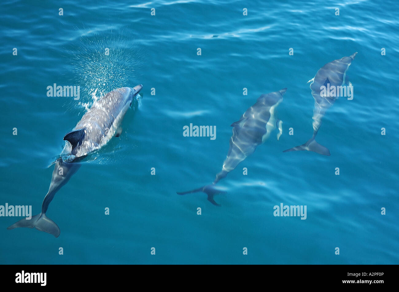 The three Dolphins Stock Photo - Alamy