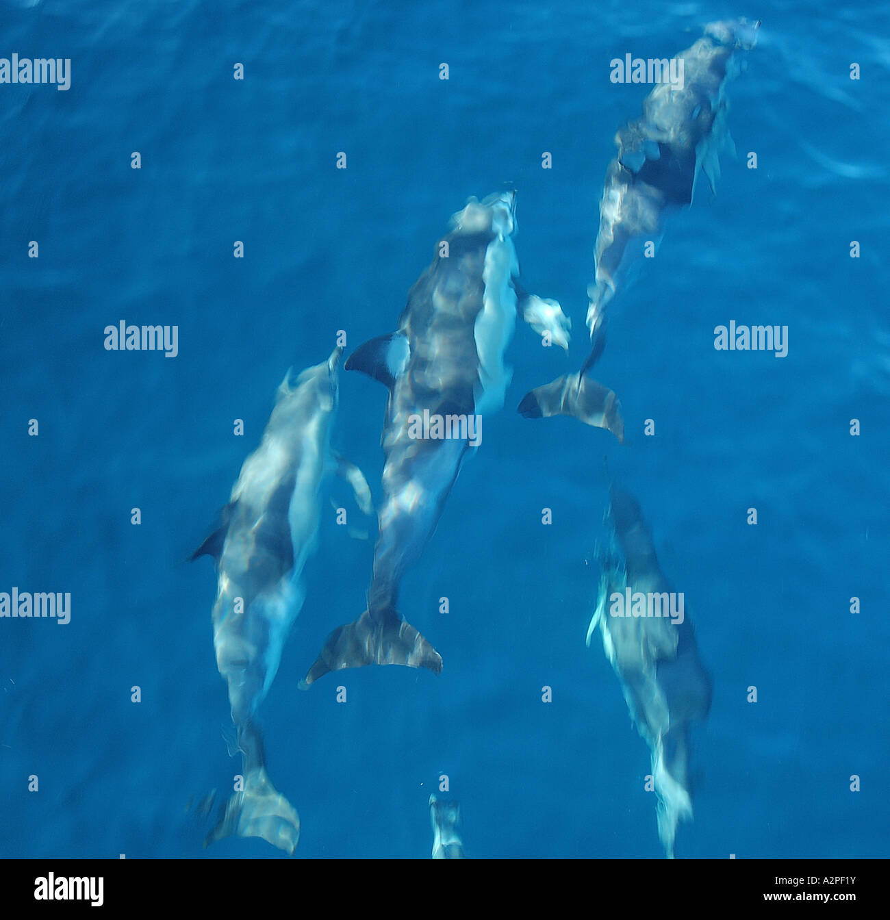 A pod of Dolphins Stock Photo - Alamy