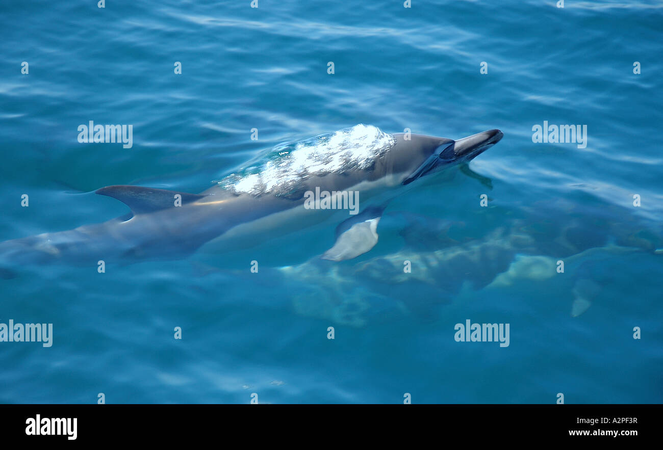 Dolphin up for air Stock Photo - Alamy