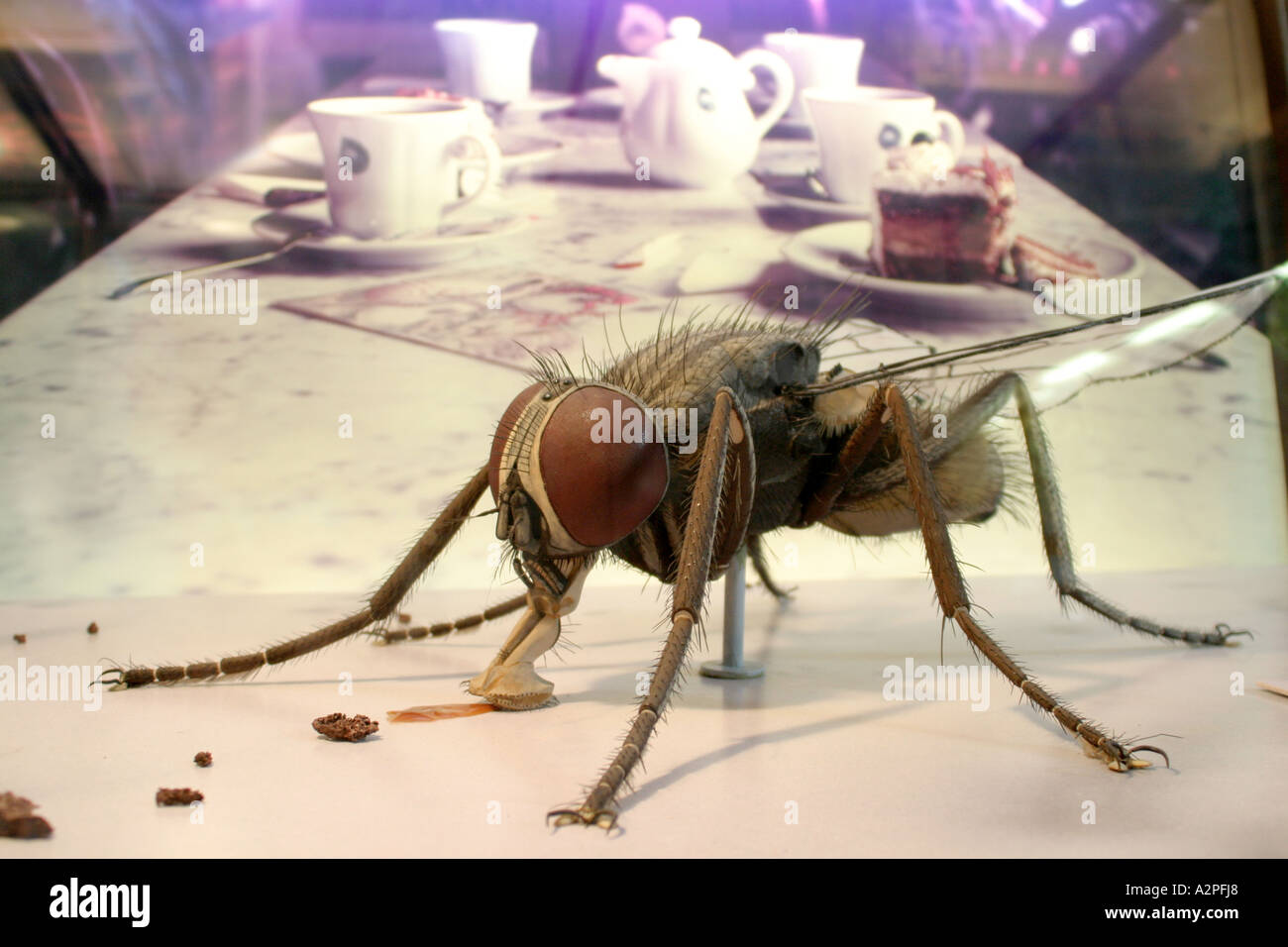 Dining fly hi-res stock photography and images - Alamy