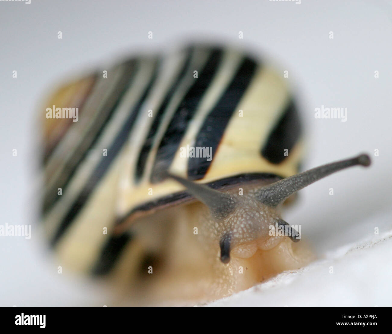 Motion snail hi-res stock photography and images - Alamy