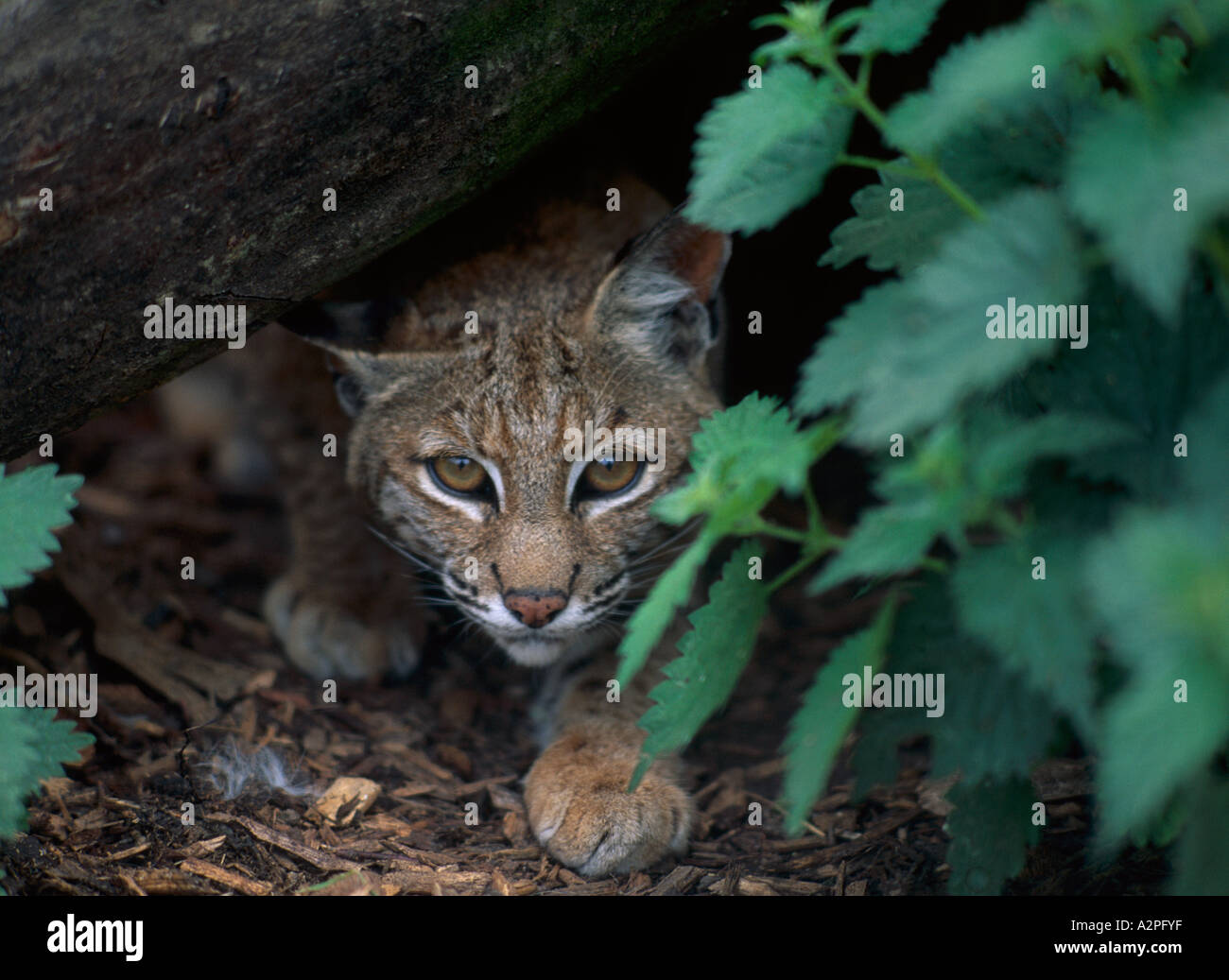 Adult Bobcat hiding under log Stock Photo - Alamy
