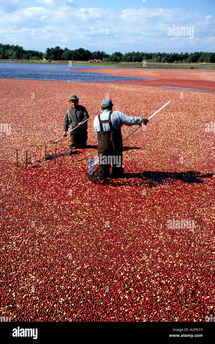 Cranberry Plant In Water
