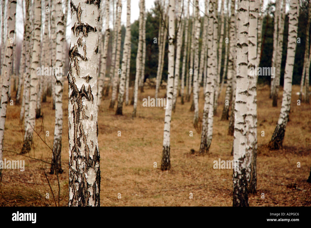 birch tree forest Stock Photo - Alamy