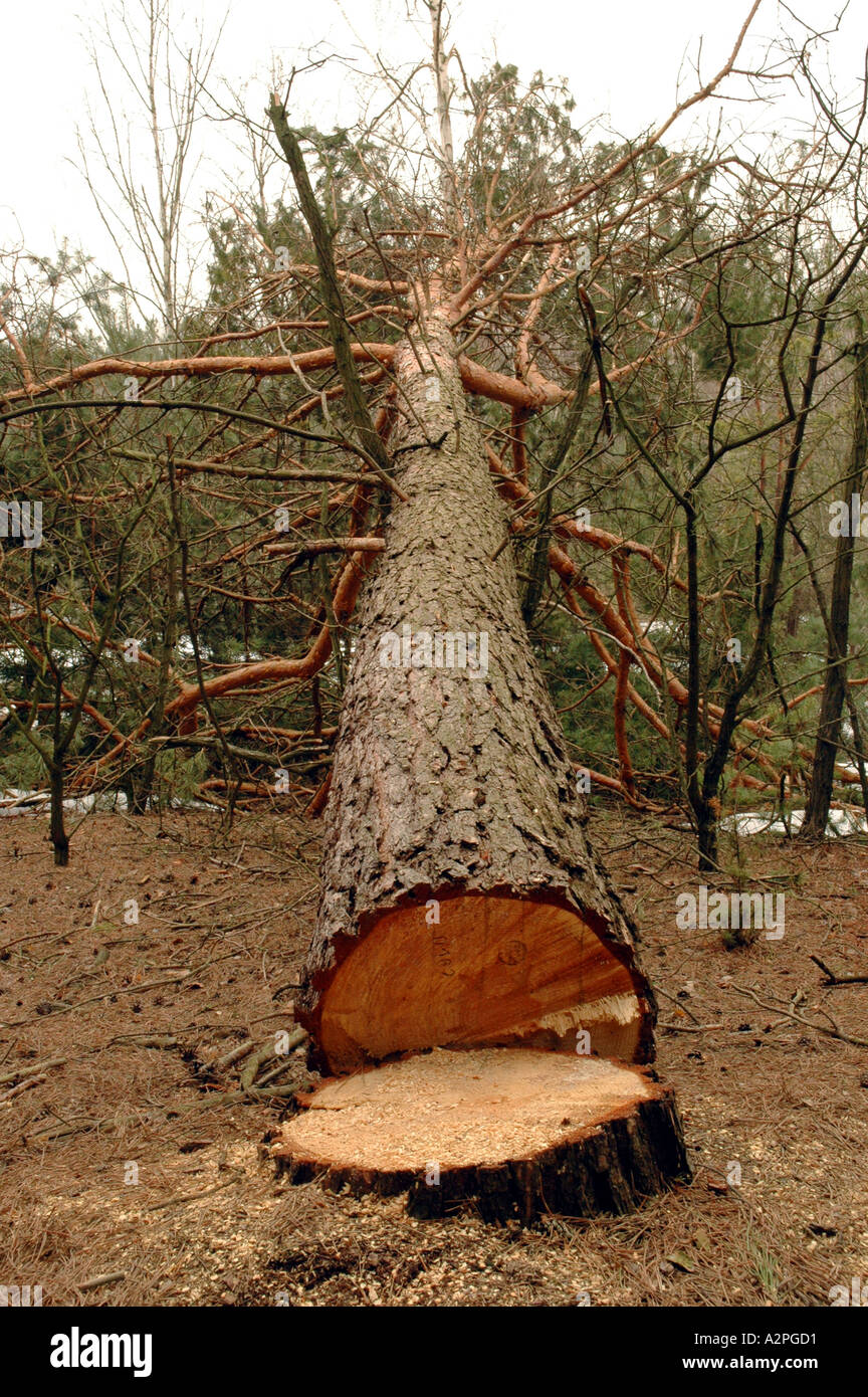 Truncate tree hi-res stock photography and images - Alamy