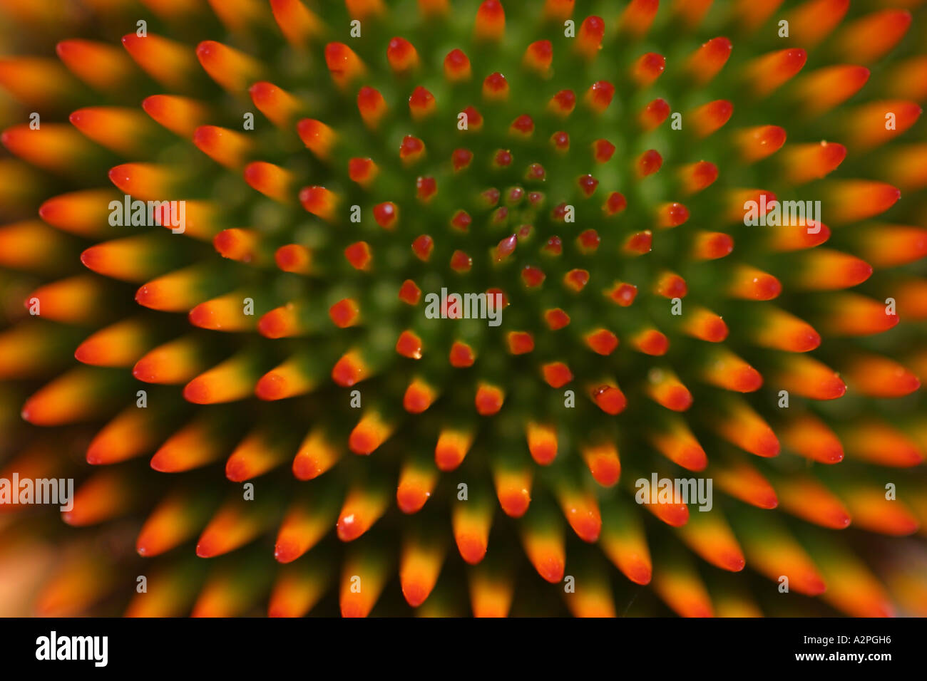 structure of flower Stock Photo - Alamy