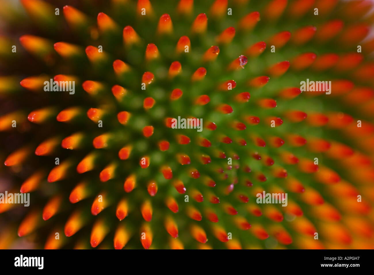 structure of flower Stock Photo - Alamy