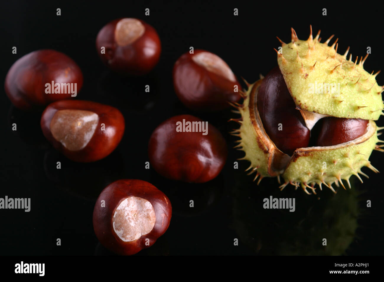 Chest nut hi-res stock photography and images - Alamy