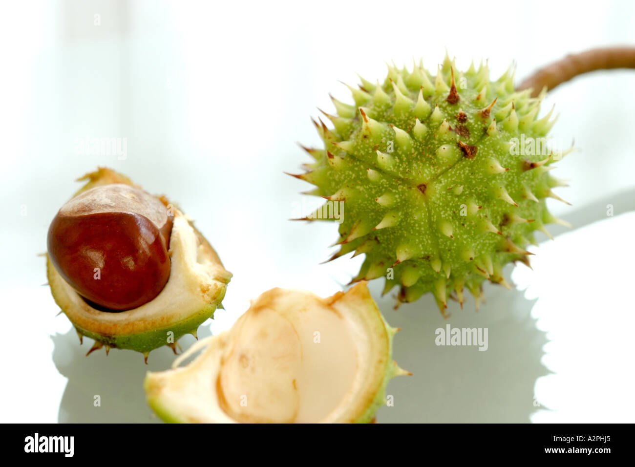 Chest nut hi-res stock photography and images - Alamy