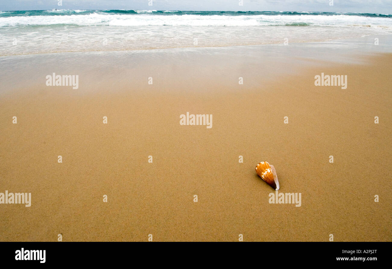 Seashell on a sandy beach Australia Stock Photo - Alamy