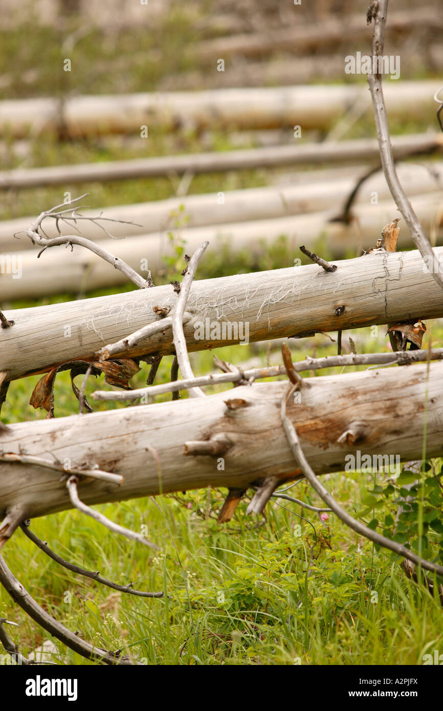 Fallen trees. Horizontal Stock Photo - Alamy