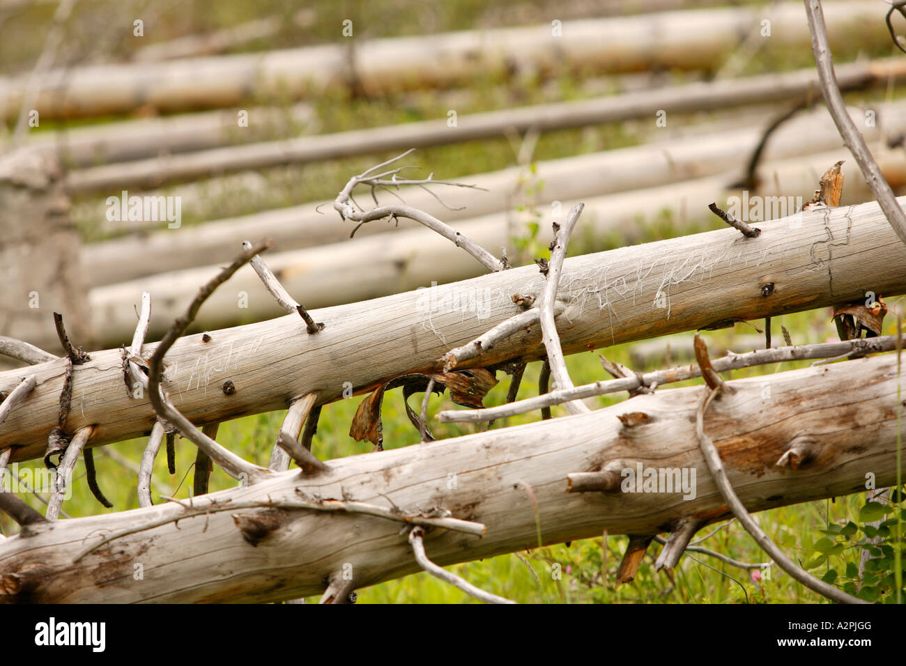 Fallen trees. Horizontal Stock Photo - Alamy