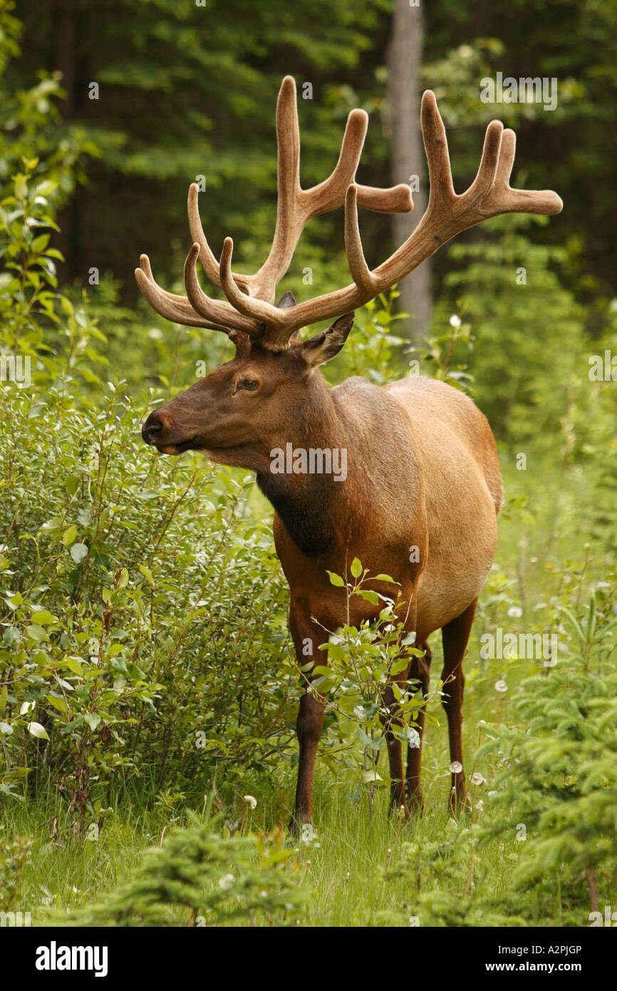 An adult male elk forages for food in the Canadian Rockies. Vertical ...