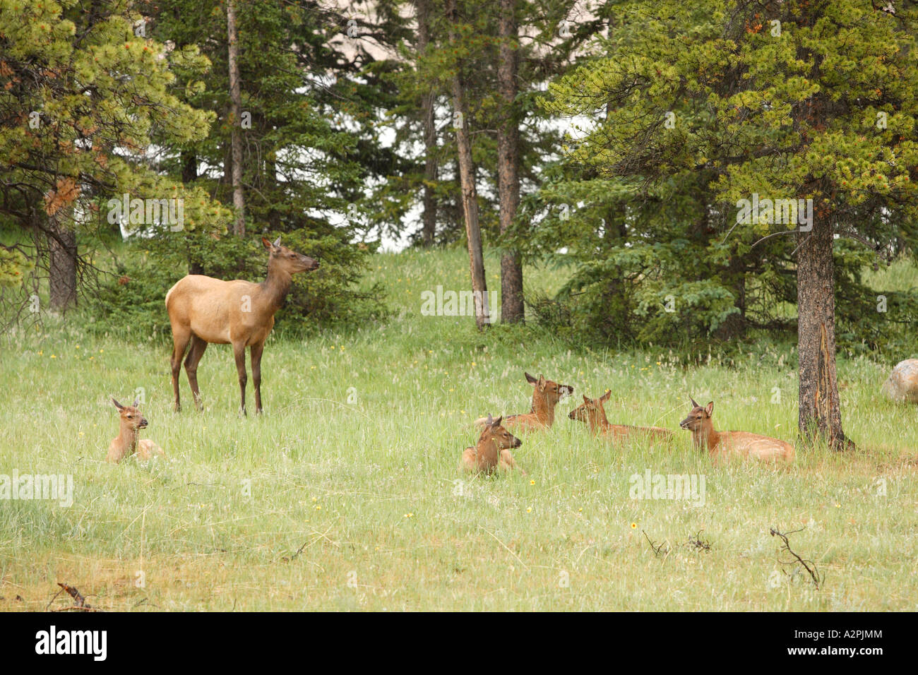 A mother elk watches over several calves in the forests of the Canadian ...