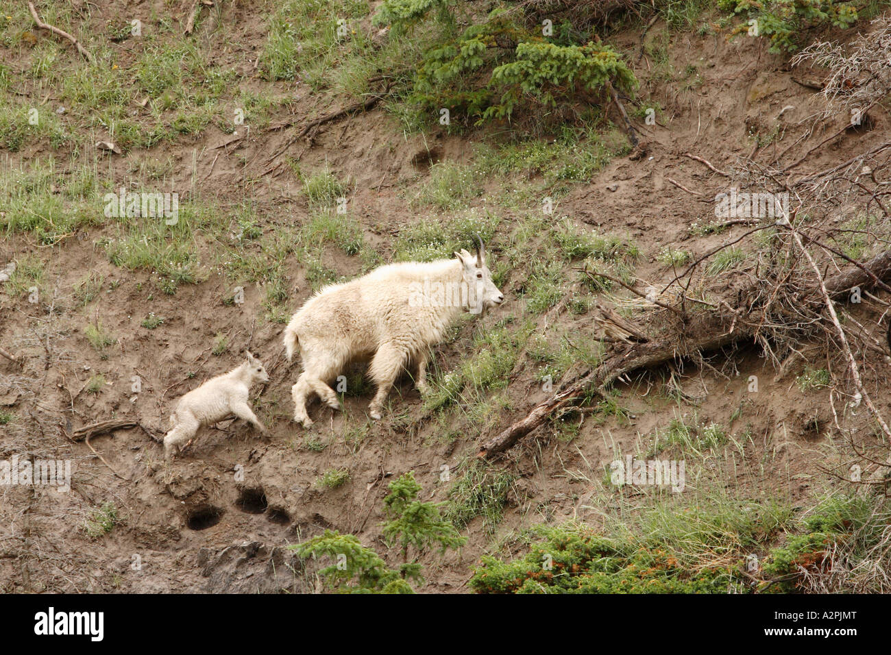 A young mountain goat follows its mother along steep terrain in the ...