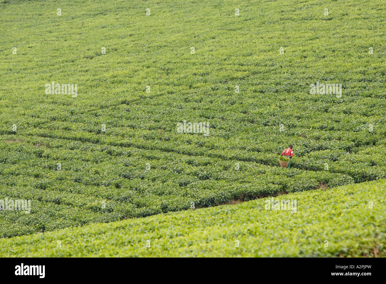 A worker collects tea leaves at a tea plantation in Uganda, Africa ...