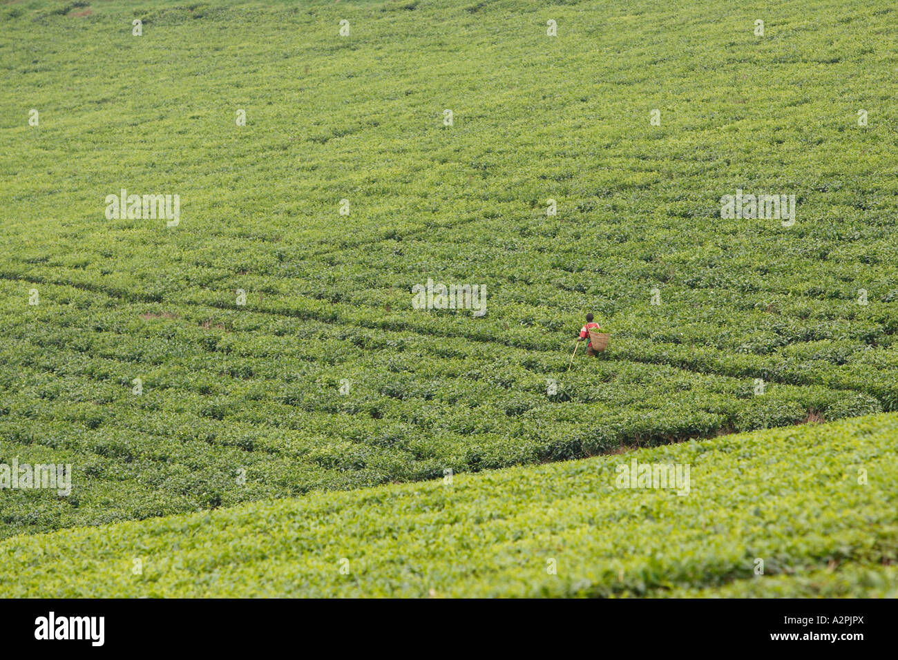 A worker collects tea leaves at a tea plantation in Uganda, Africa ...