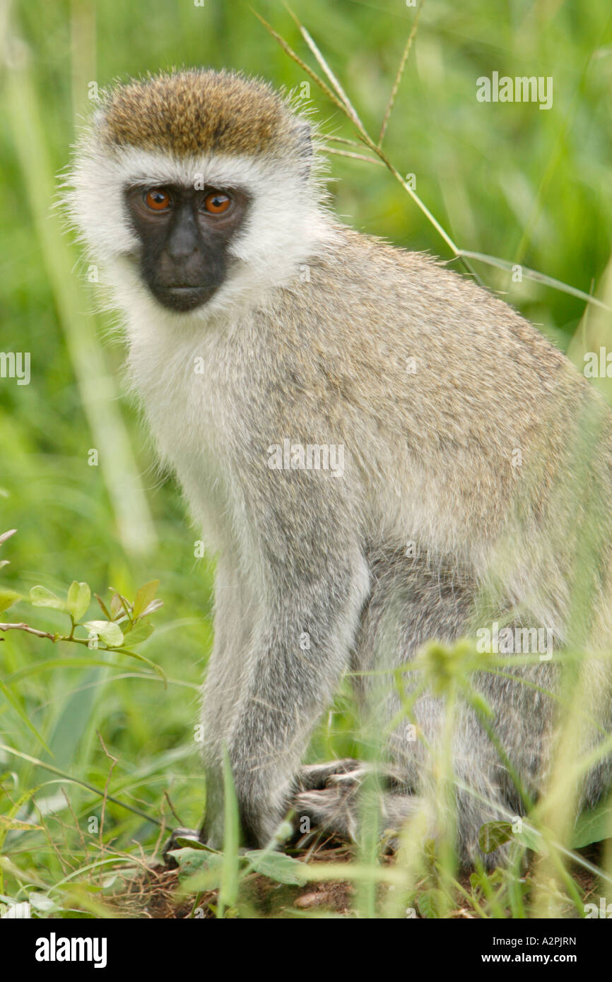 Vervet monkey. Vertical Stock Photo - Alamy