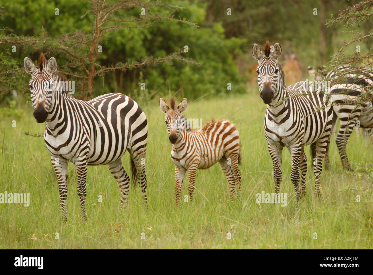 A zebra family with young foal. Horizontal Stock Photo - Alamy
