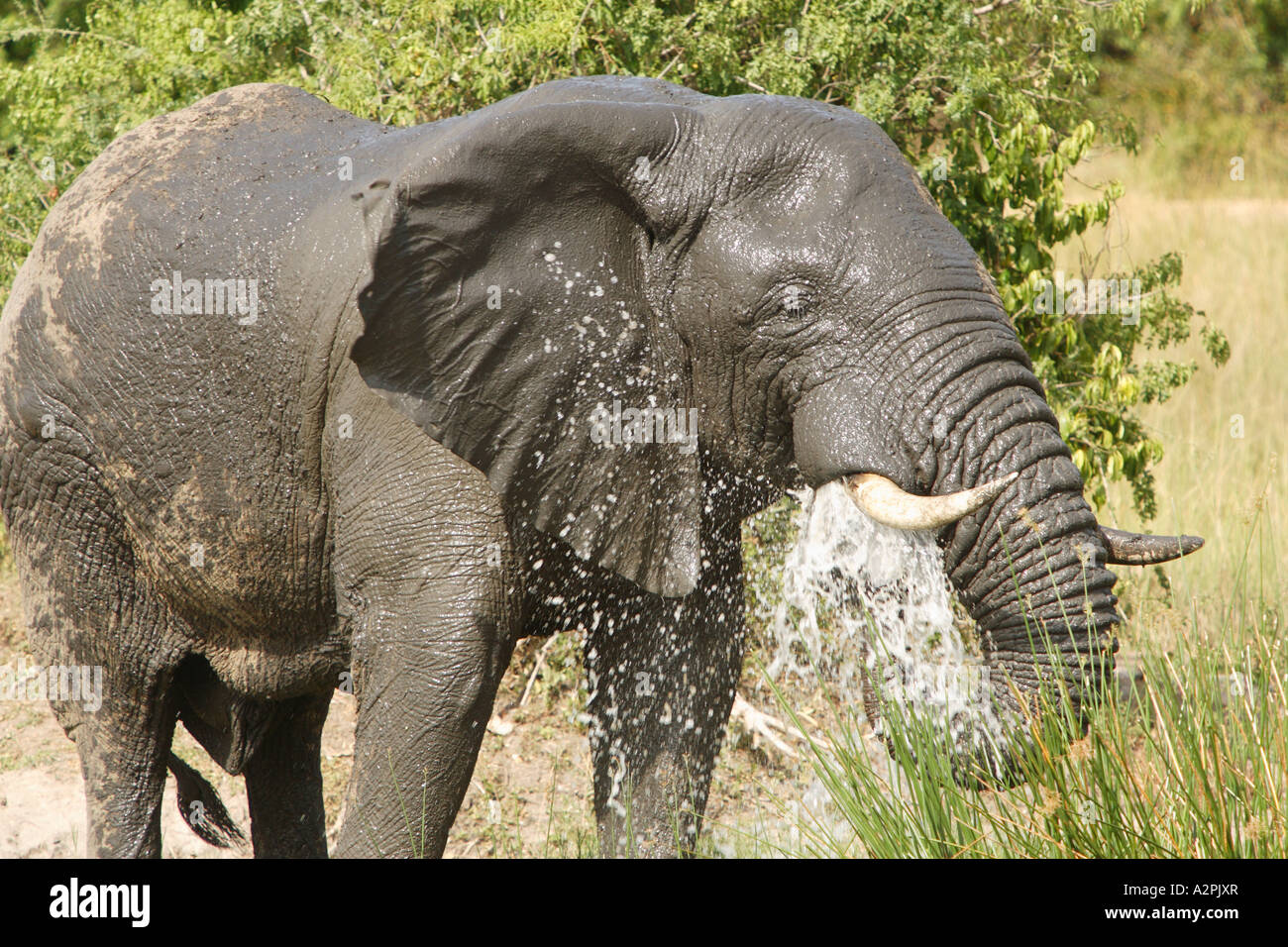 Nile animal drink hi-res stock photography and images - Alamy