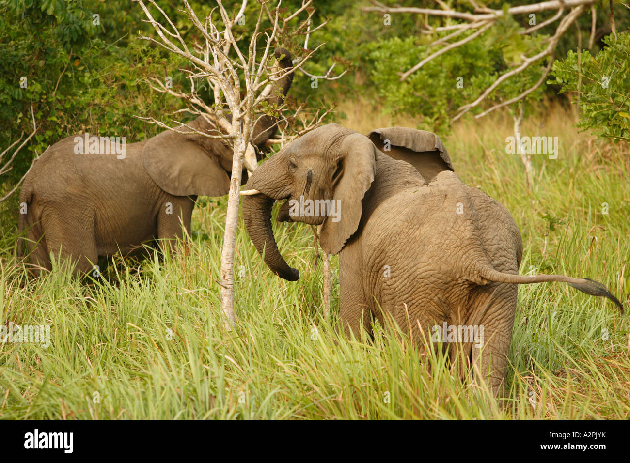 African Elephants forage in the grass along the banks of the river Nile ...