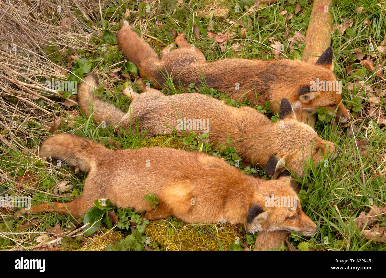 Three foxes shot by a farmer and displayed as a trophy near the farm ...