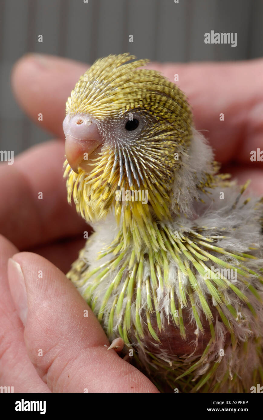 Baby cinnamon budgerigar Stock Photo - Alamy