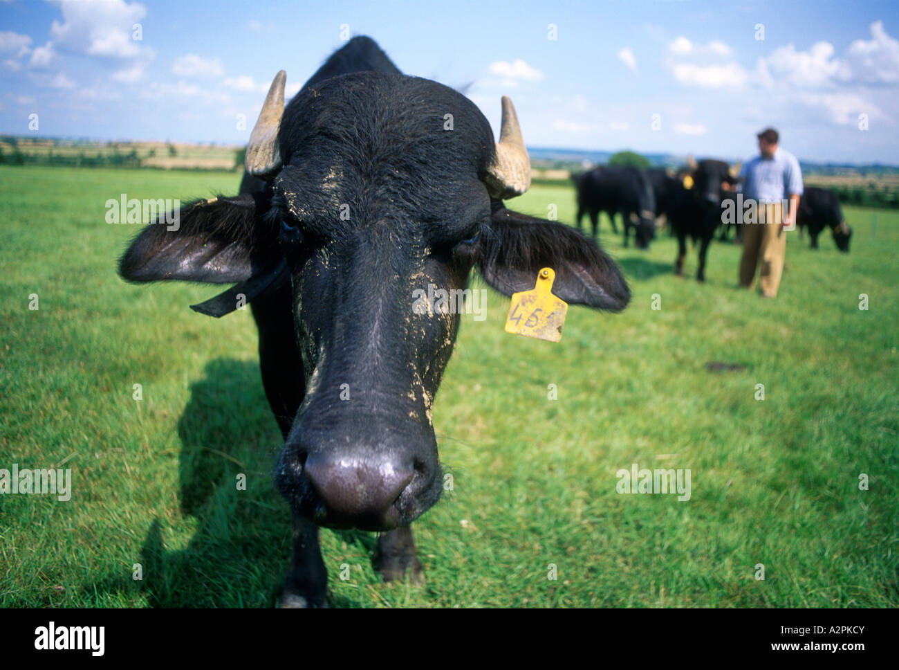 Water buffalo on a farm at Idlicote Warwickshire UK Stock Photo - Alamy