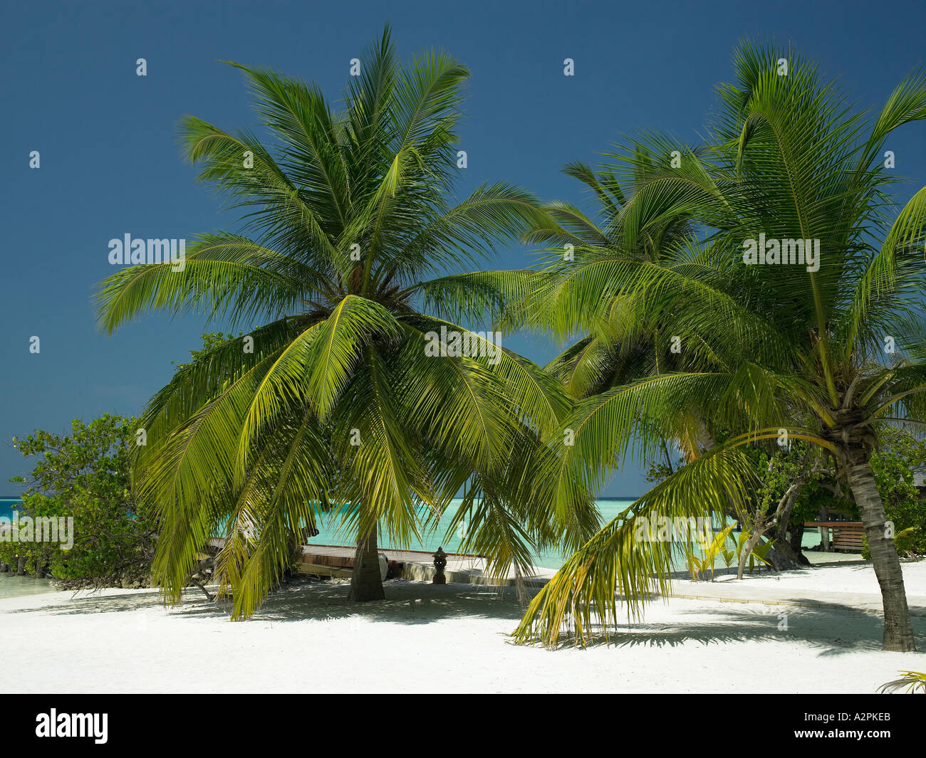 Palm trees on a tropical beach in the Maldives Stock Photo - Alamy