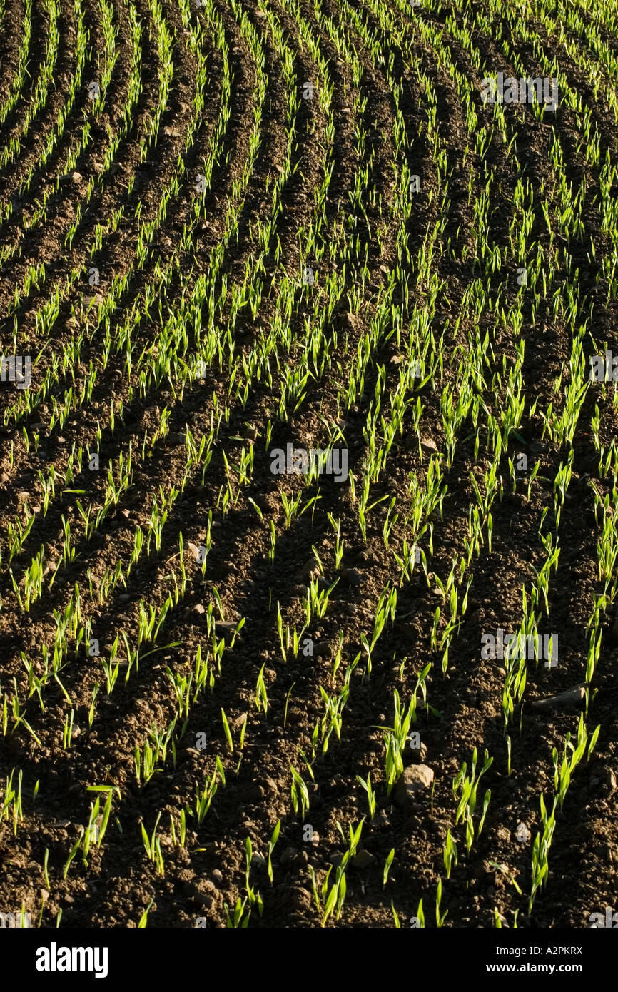 Newly planted crop Stock Photo - Alamy
