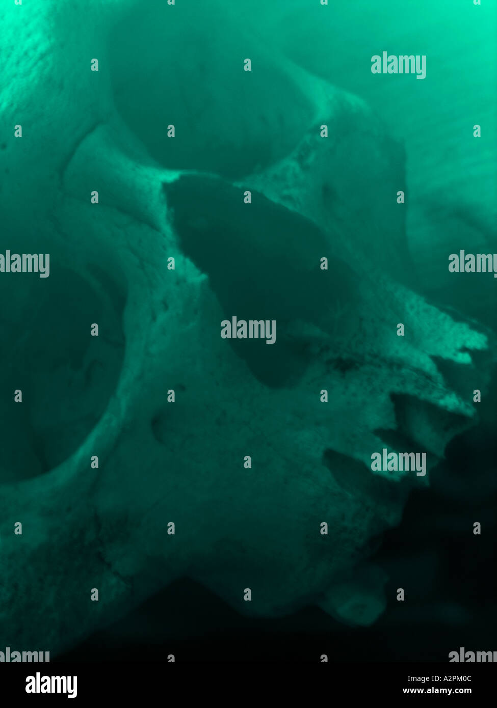 Underwater shipwreck human remains hi-res stock photography and images ...