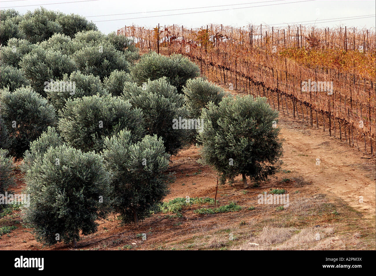 Israel Negev desert olive trees growing in the western Negev desert ...