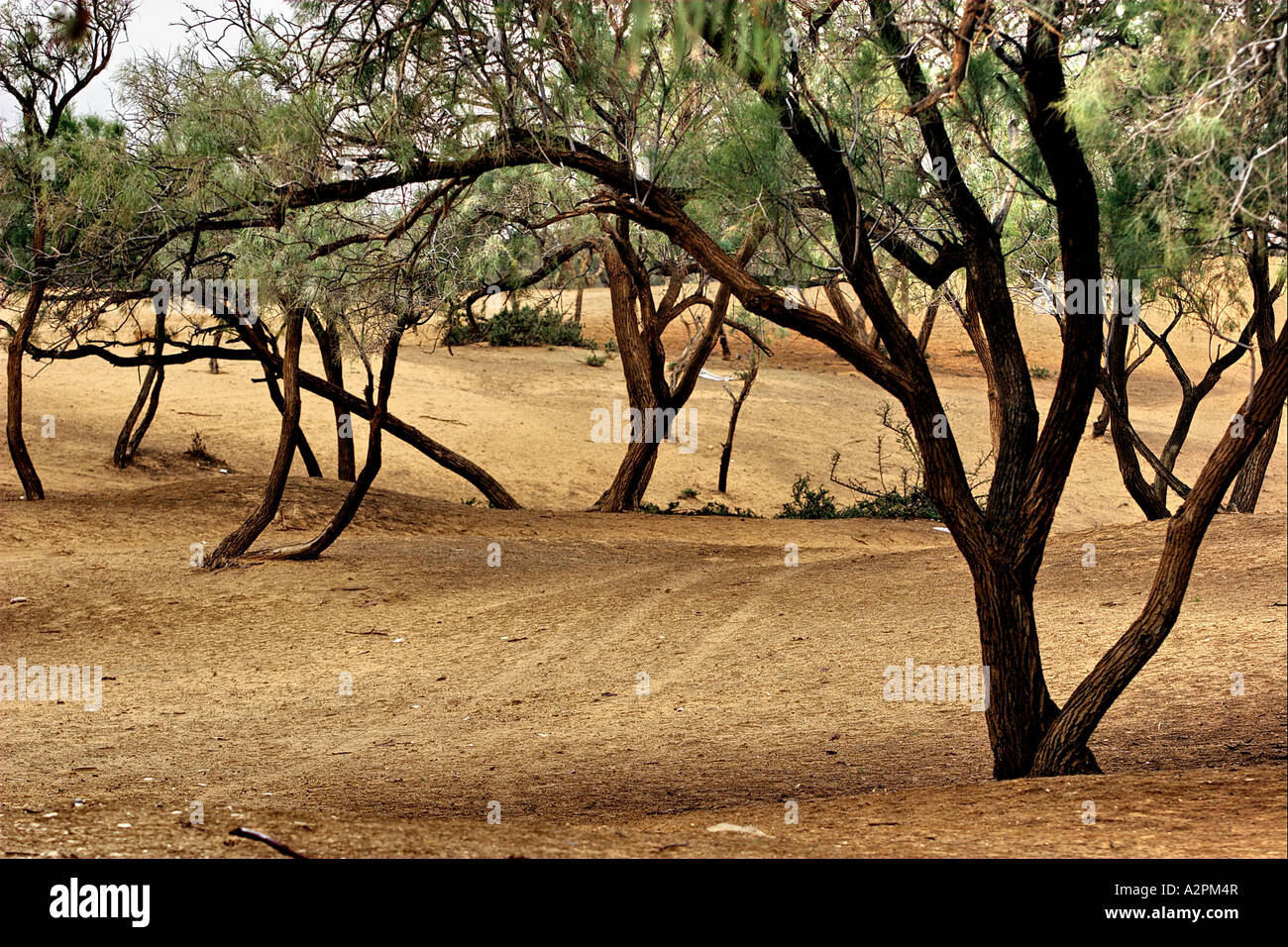 Tamarisk tamaricaceae in desert hi-res stock photography and images - Alamy
