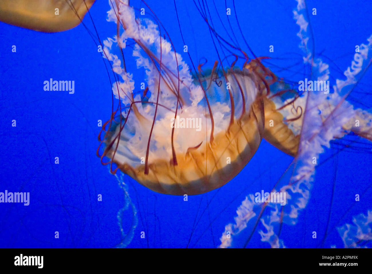 Monterey California USA Jelly fish in the Monterey bay Aquarium Stock ...