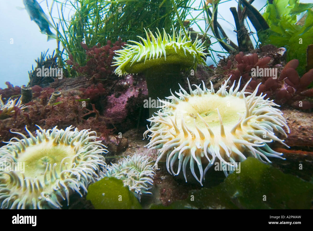 Monterey California USA display of marine life in the Monterey bay ...