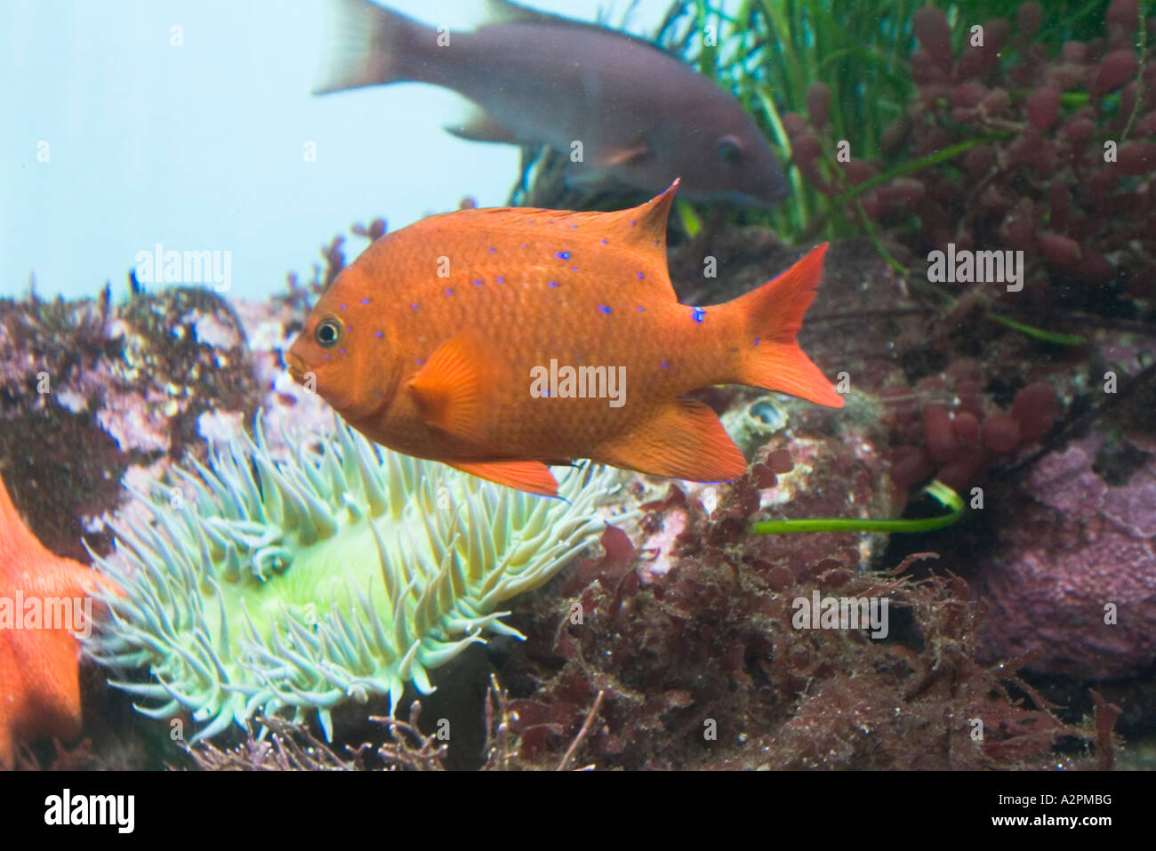 Monterey California USA display of marine life in the Monterey bay ...