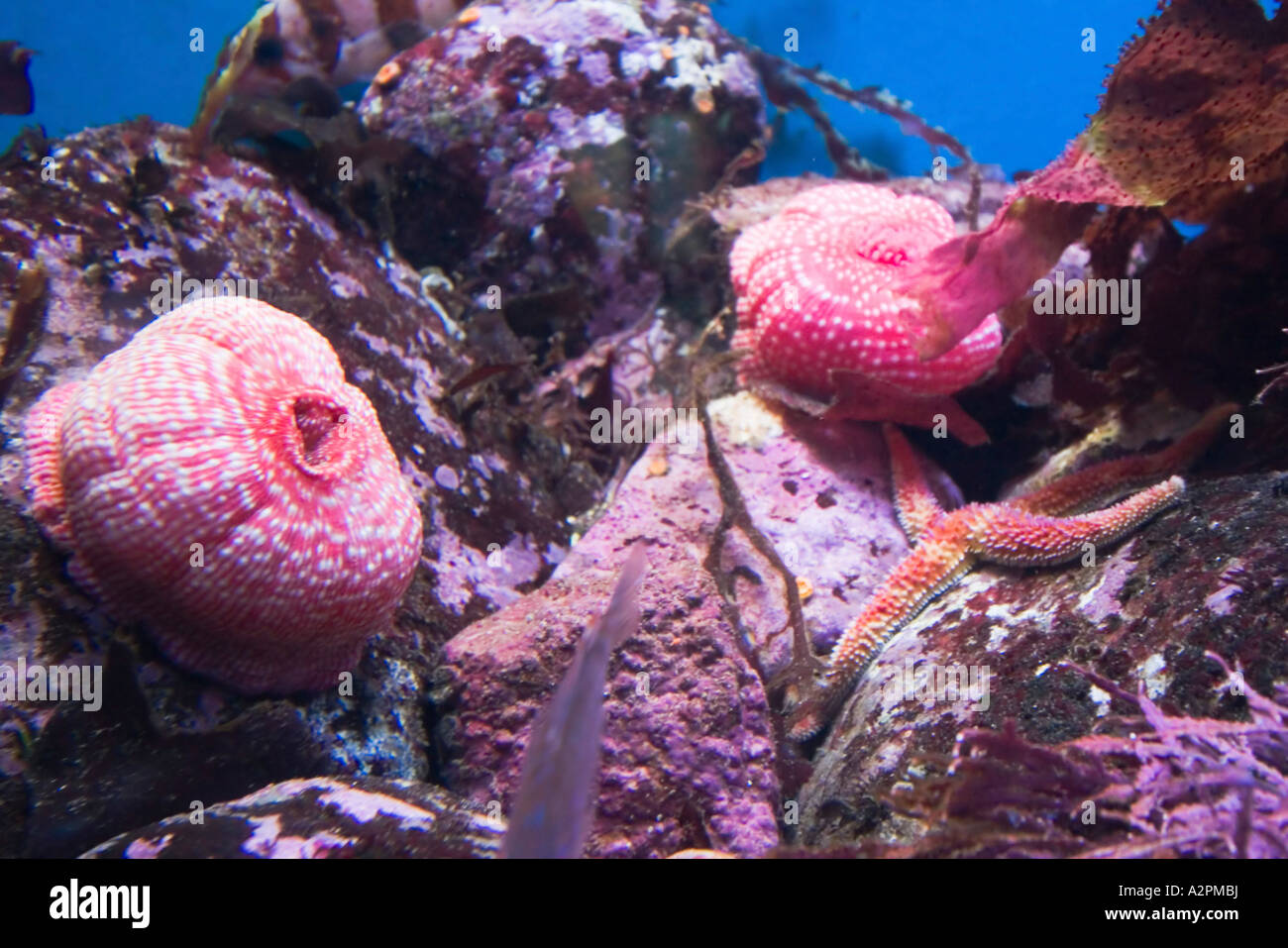 Monterey California USA display of marine life in the Monterey bay ...