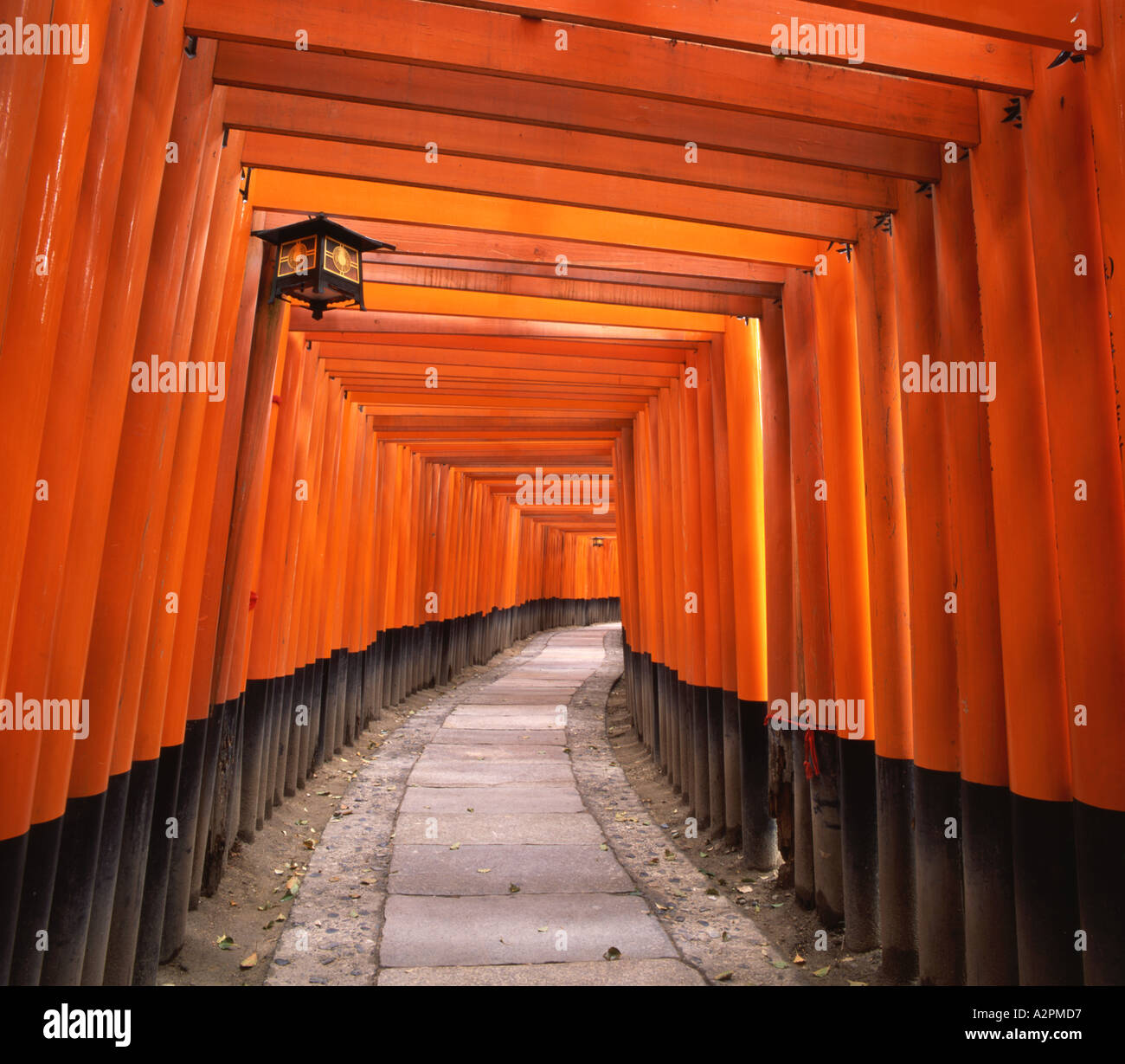 Tunnel of torii gates leading up to Fushimi Inari Shrine Stock Photo ...