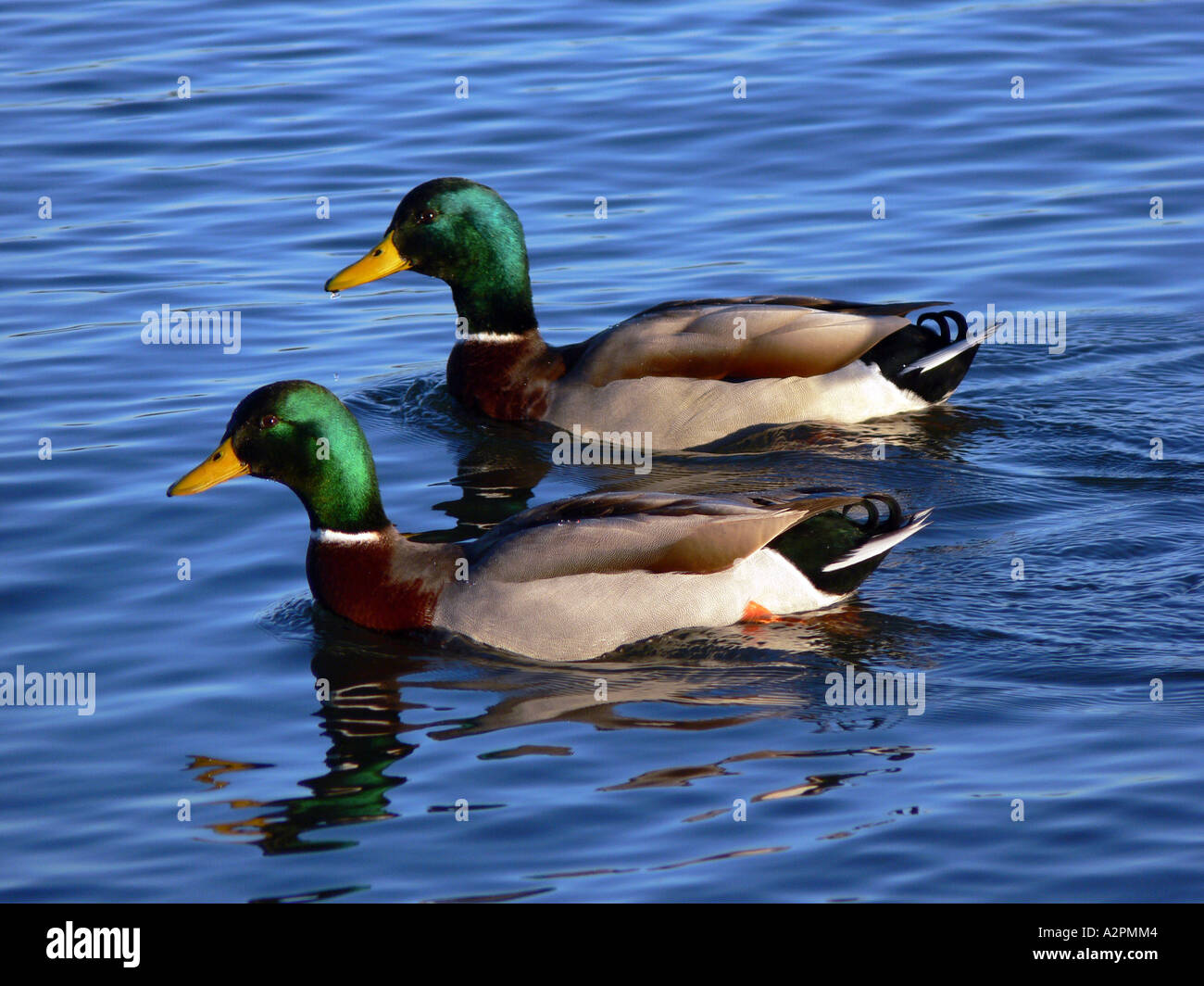 Mallard ducks in rural northern California Stock Photo - Alamy