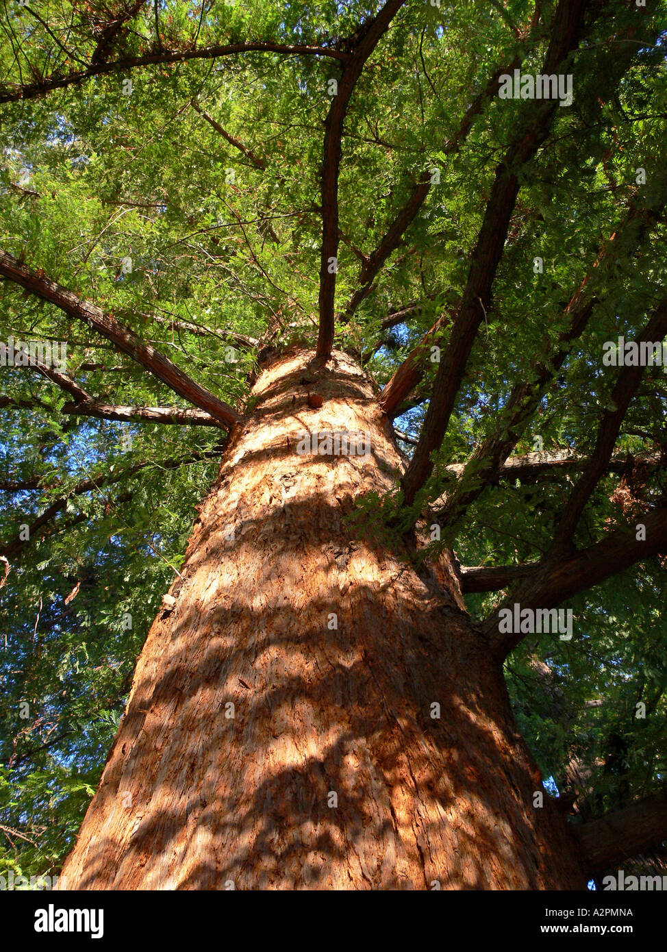 A cedar reaches skyward in a grove of pine trees in northern California ...