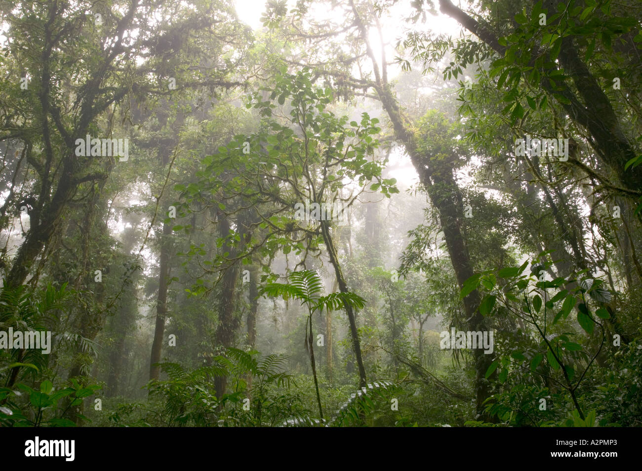 Bosque Nuboso TREE HOUSE BOSQUE NUBOSO MONTEVERDE, MONTEVERDE