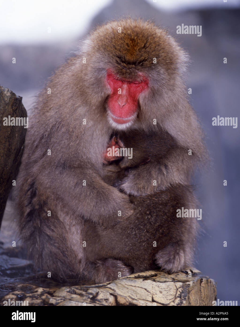 Mother and baby Japanese Snow Monkey Macaque Fuscata These wild monkeys ...