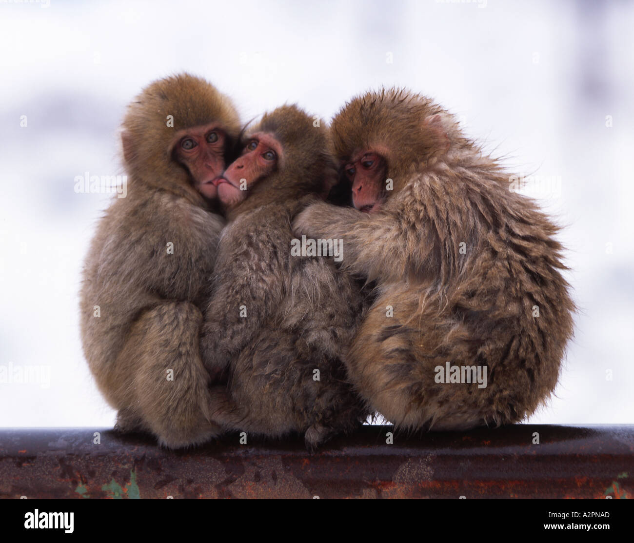 3 young Japanese Snow Monkeys (Macaque Fuscata) hug and exchange a kiss ...