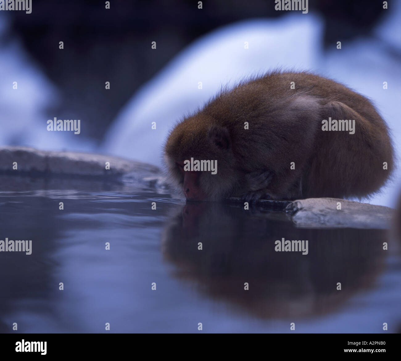 Japanese Snow Monkey Macaque Fuscata These wild monkeys live in ...